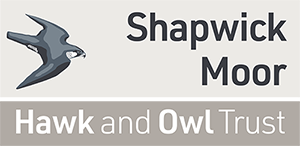 Discover the Natural Wonder of Shapwick Moor